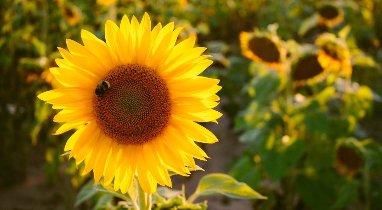 National Flower Of Kurdistan